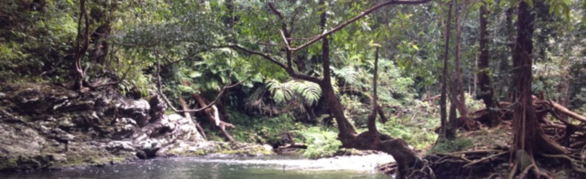 Little Mulgrave River | Map, Guide - Queensland, Australia | AllTrails