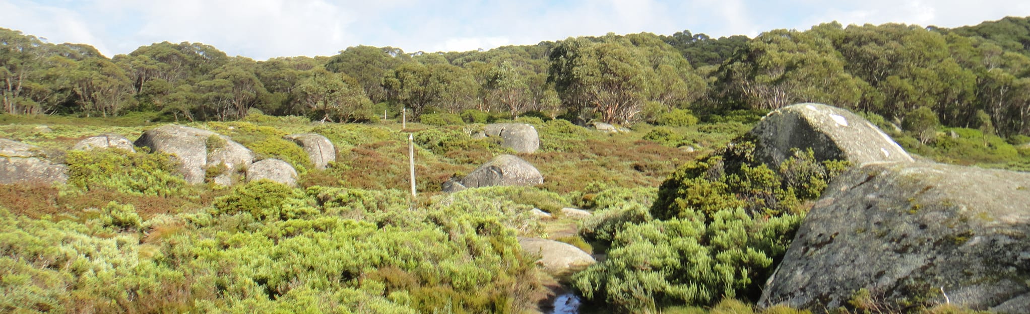 Mount Saint Gwinear to Australian Alps Walking Trail near Mt Whitelaw ...