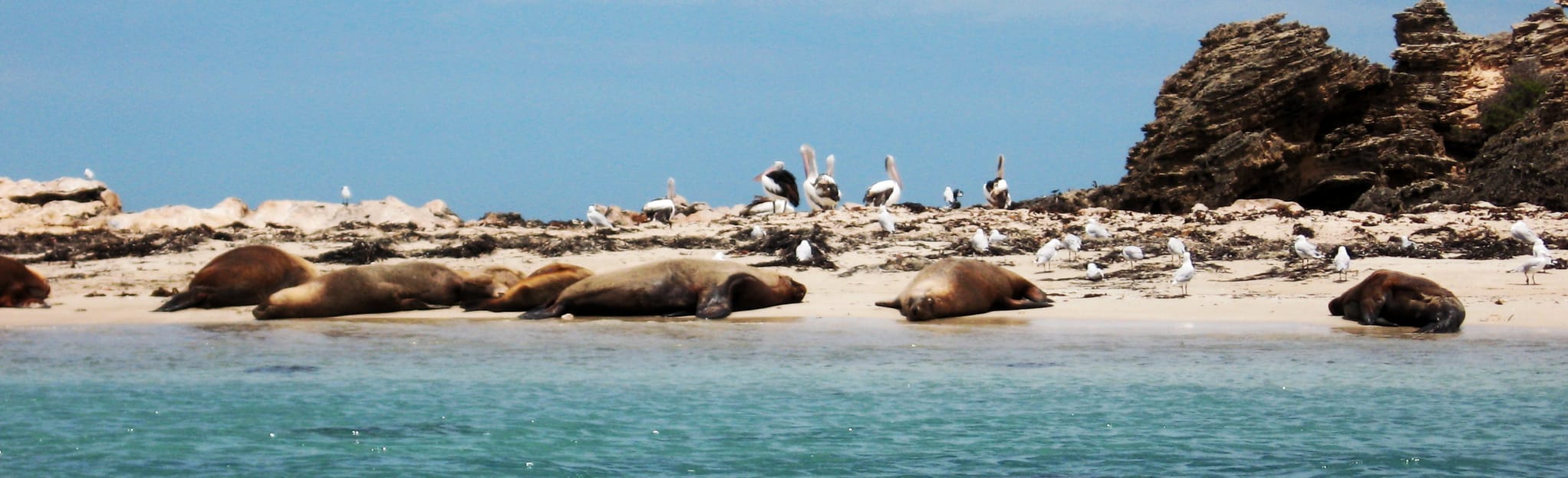 Seal Island Paddle: 5 Fotos - Western Australia, Australien | AllTrails