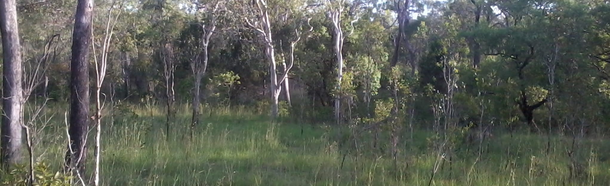 Bilwon State Forest: 11 foto - Queensland, Australia | AllTrails