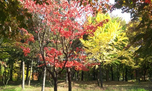 Best Hikes and Trails in Yangjae Citizen's Forest | AllTrails