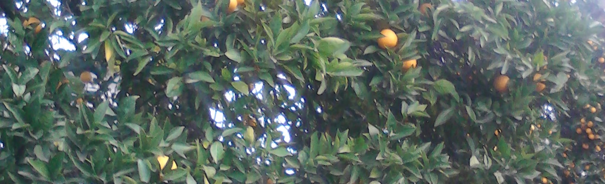 Trofa - Delães - São Miguel - Lousado, Porto, Portugal - Map, Guide ...