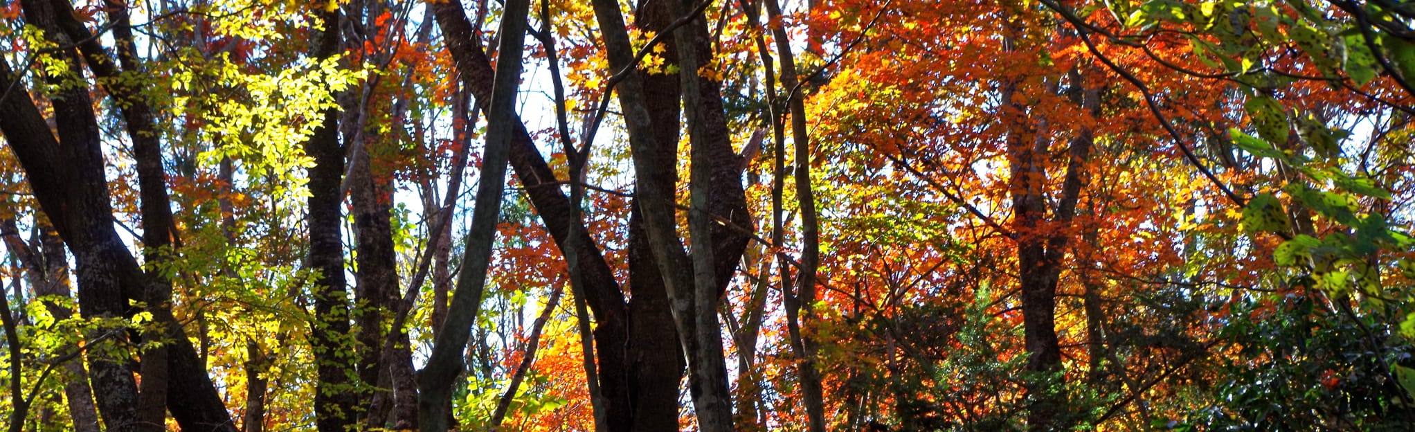 Fugaku Wind Cave - Narusawa Ice Cave Loop, Yamanashi, Japan - 13 ...