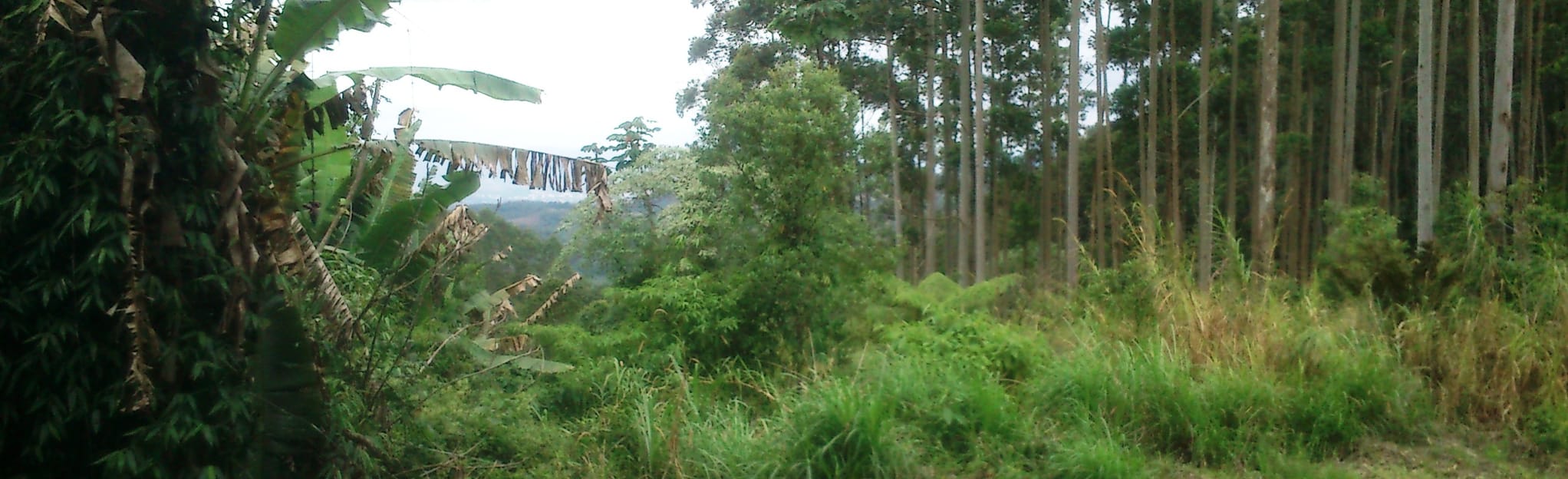 Timbó - Morro Azul, Santa Catarina, Brazil - Map, Guide | AllTrails