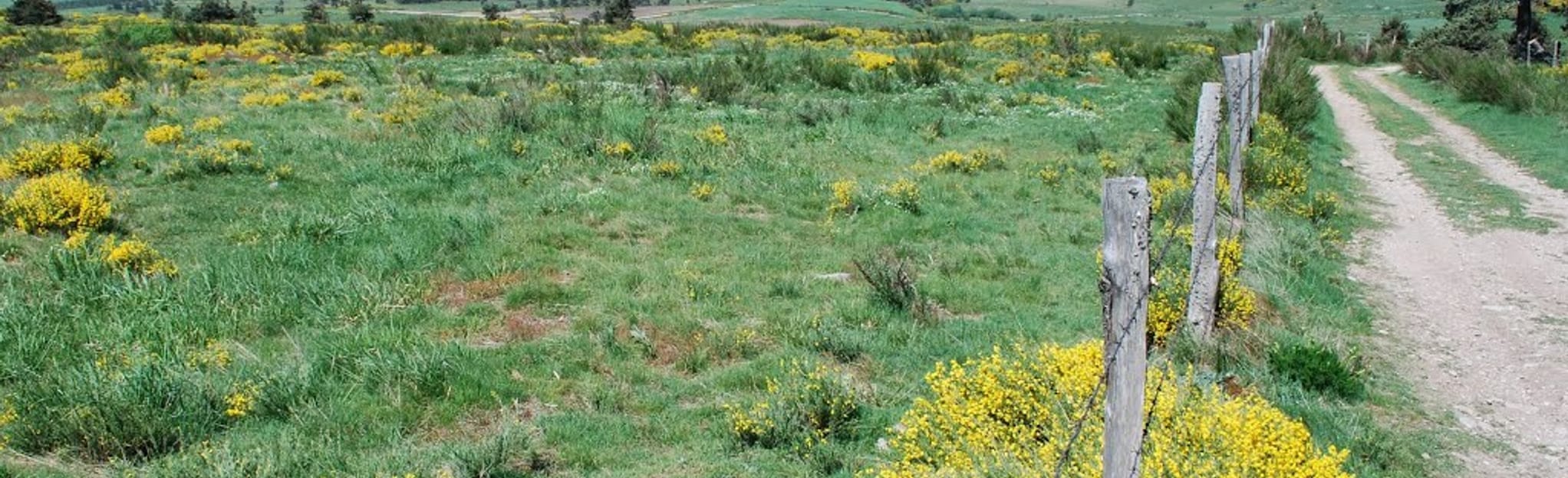 Mercoire Forest - Le Moure de la Gardille: 2 foto's - Lozère, Frankrijk ...