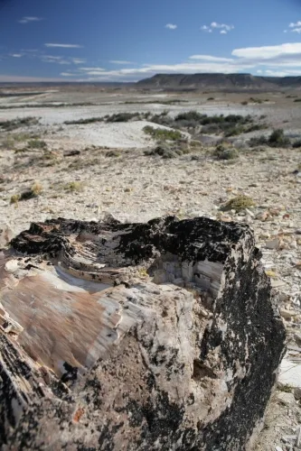 Best Hikes and Trails in Jaramillo Petrified Forests National Park ...