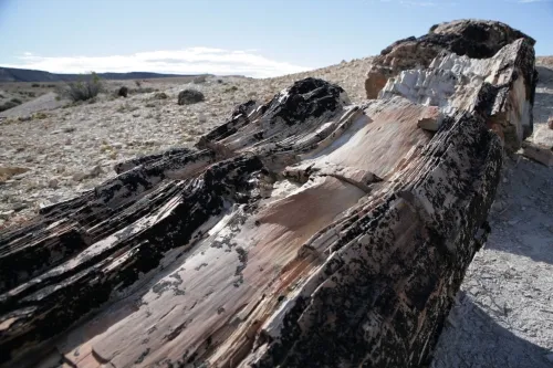 Best Hikes and Trails in Jaramillo Petrified Forests National Park ...