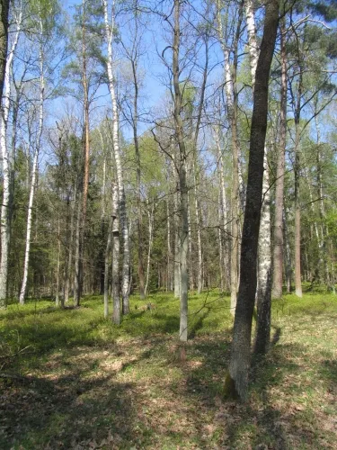 Best Hikes and Trails in Polesian National Park | AllTrails