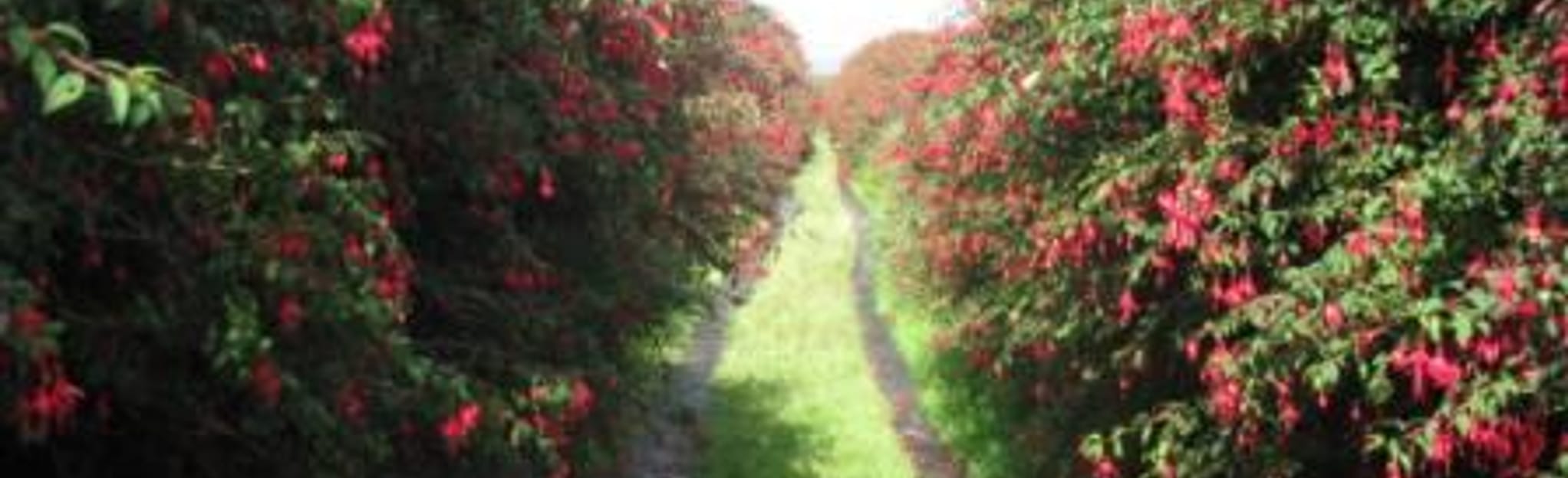 Ballycastle Loop: 1 Reviews, Map - County Mayo, Ireland | AllTrails