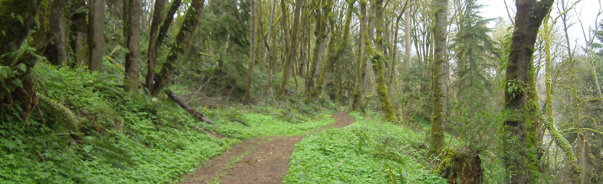 Chambers Creek Trail, Washington - 281 Reviews, Map | AllTrails