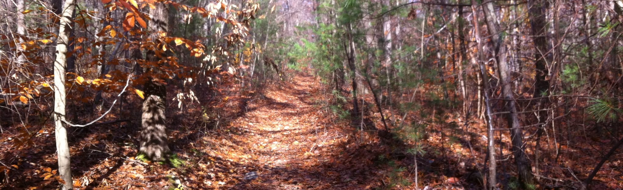 Franklin State Forest Loop - Massachusetts | AllTrails