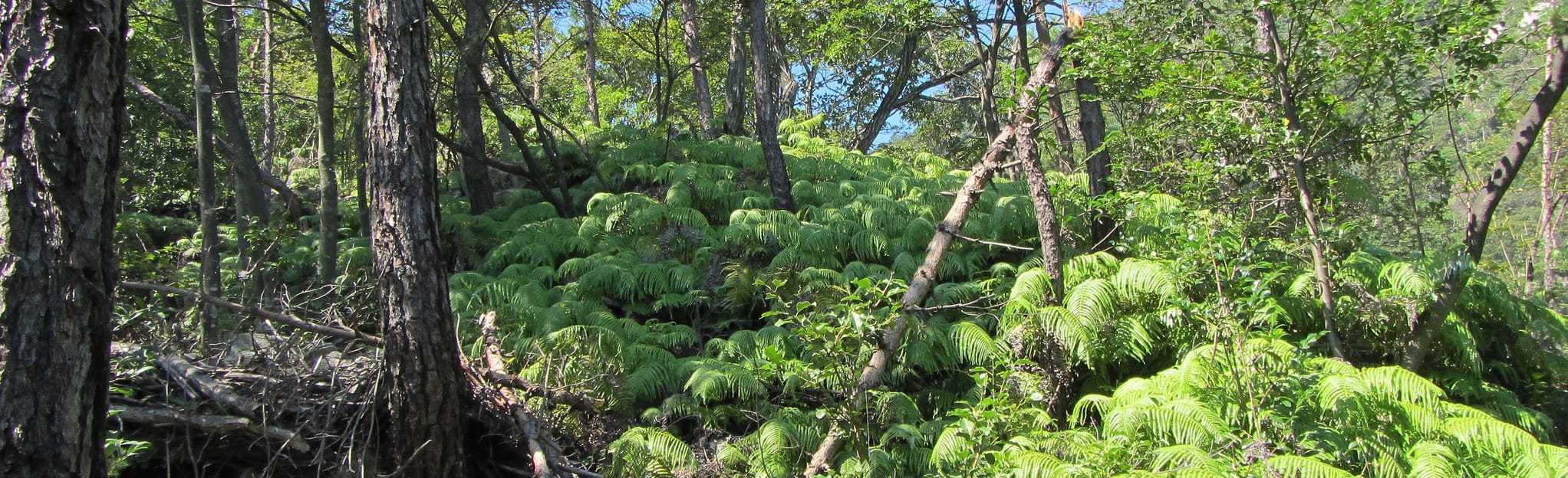 Yobai Fall | Map, Guide - Shiga, Japan | AllTrails