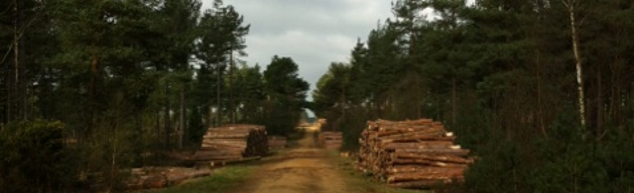 Hurn Forest Stroll: 23 Reviews, Map - Dorset, England | AllTrails