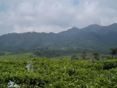 2023 Best 10 Forest Trails in Mount Halimun Salak National Park | AllTrails