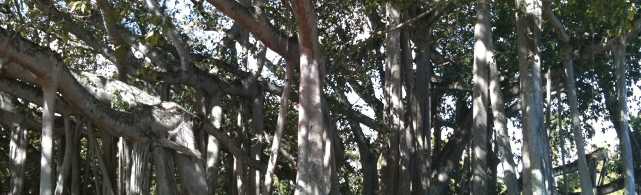Edison and Ford Winter Estate Tour, Florida - 12 Reviews, Map | AllTrails