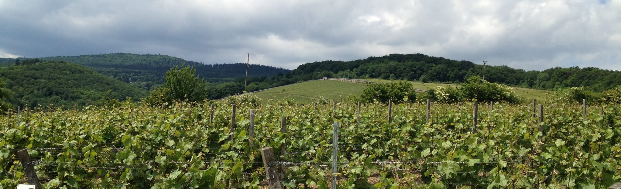 Hattenheim Loop: 18 Reviews, Map - Hesse, Germany | AllTrails