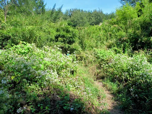 Best Beach Trails in Subic | AllTrails