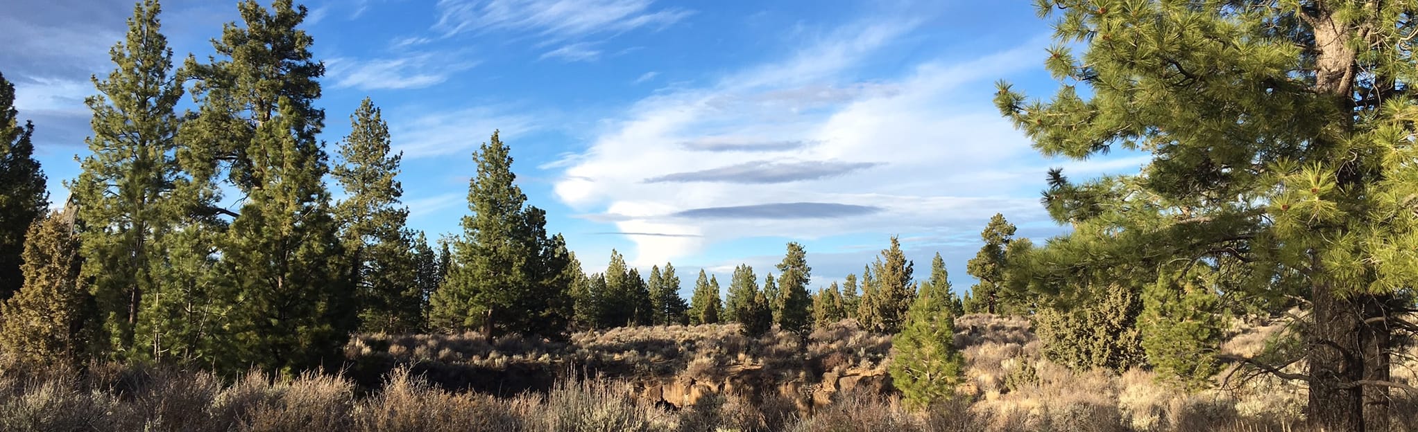 Hidden Forest and Arnold Ice Cave Trail: 112 foto's - Oregon | AllTrails