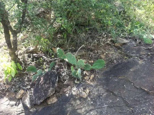 Best Hikes and Trails in Chinnar Wildlife Sanctuary | AllTrails