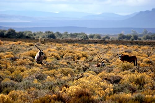 2023 Best Off Road Driving Trails in Touwsrivier | AllTrails