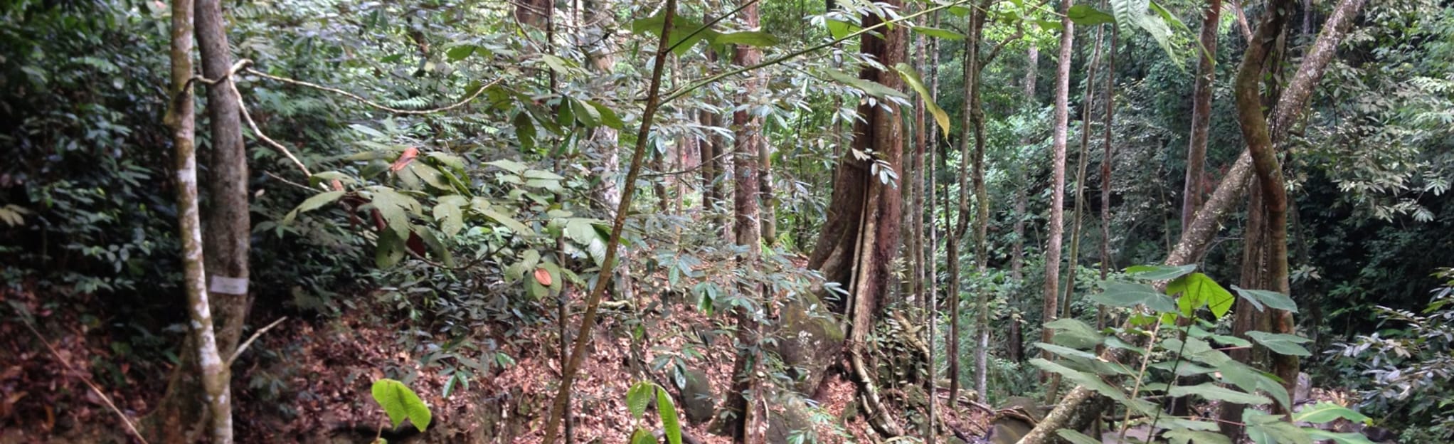 Jeram Toi Waterfalls, Negeri Sembilan, Malaysia - Map, Guide | AllTrails