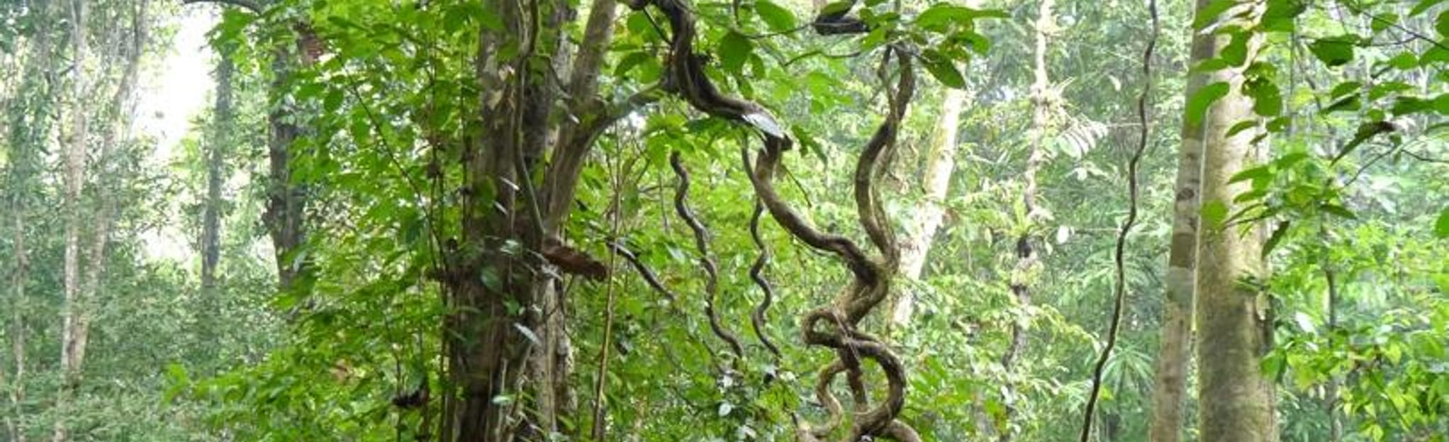 Mount Subis, Sarawak, Malaysia - Map, Guide | AllTrails