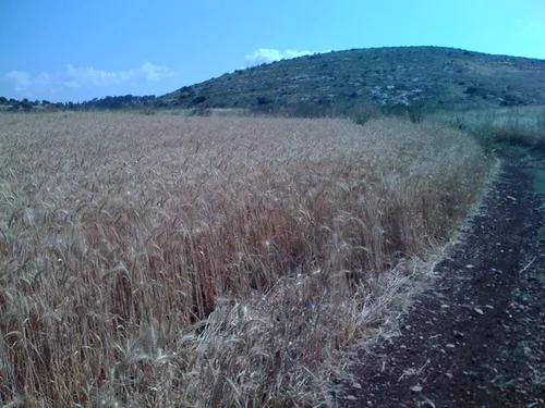 2023 Best Trails, Walks, and Paths in Ilaniya | AllTrails