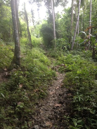 2023 Best Trails, Walks, and Paths in Calubian | AllTrails