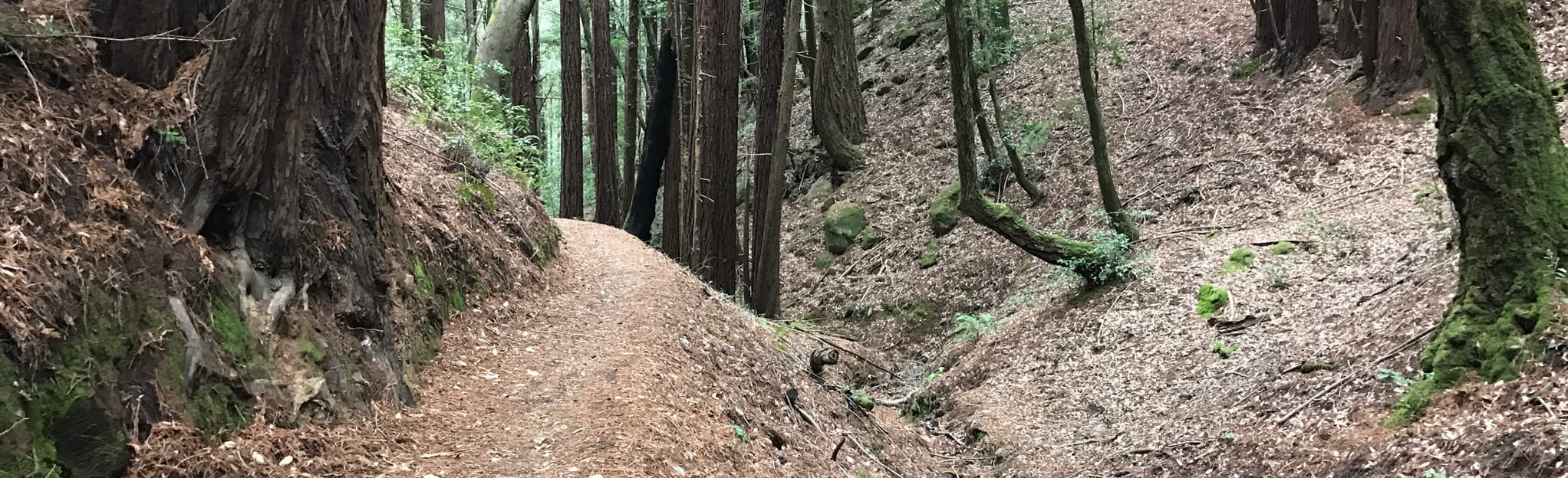 Chinquapin Trail, California - 314 Reviews, Map | AllTrails
