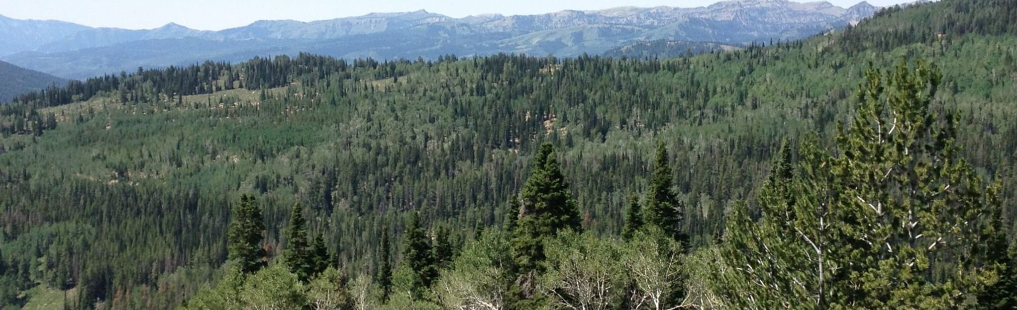 Bridger Peak: 37 Reviews, Map - Utah | AllTrails