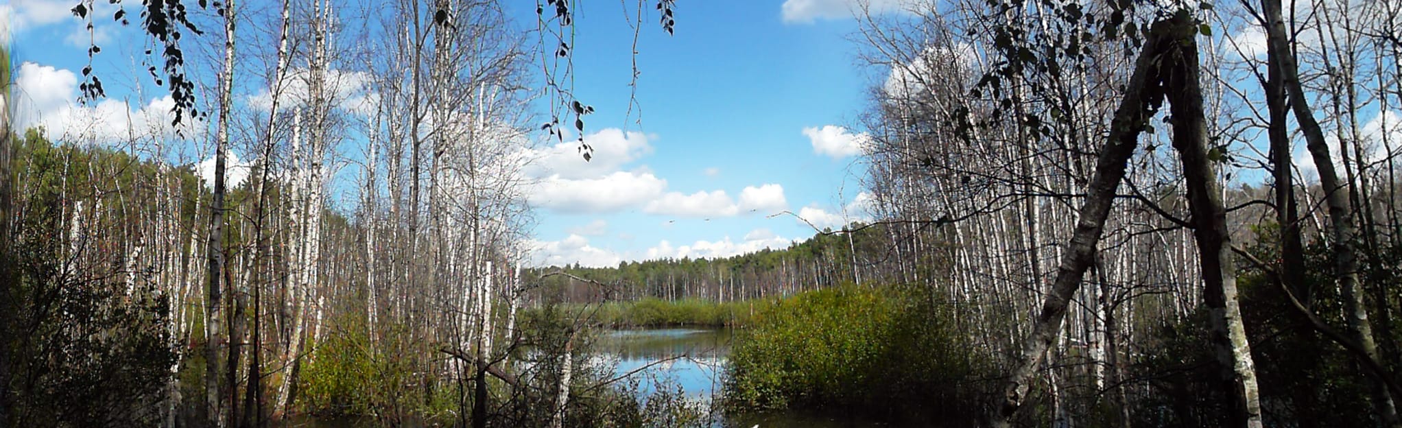 Międzylesie Forest Loop, Masovian Voivodeship, Poland - 2 Reviews, Map ...