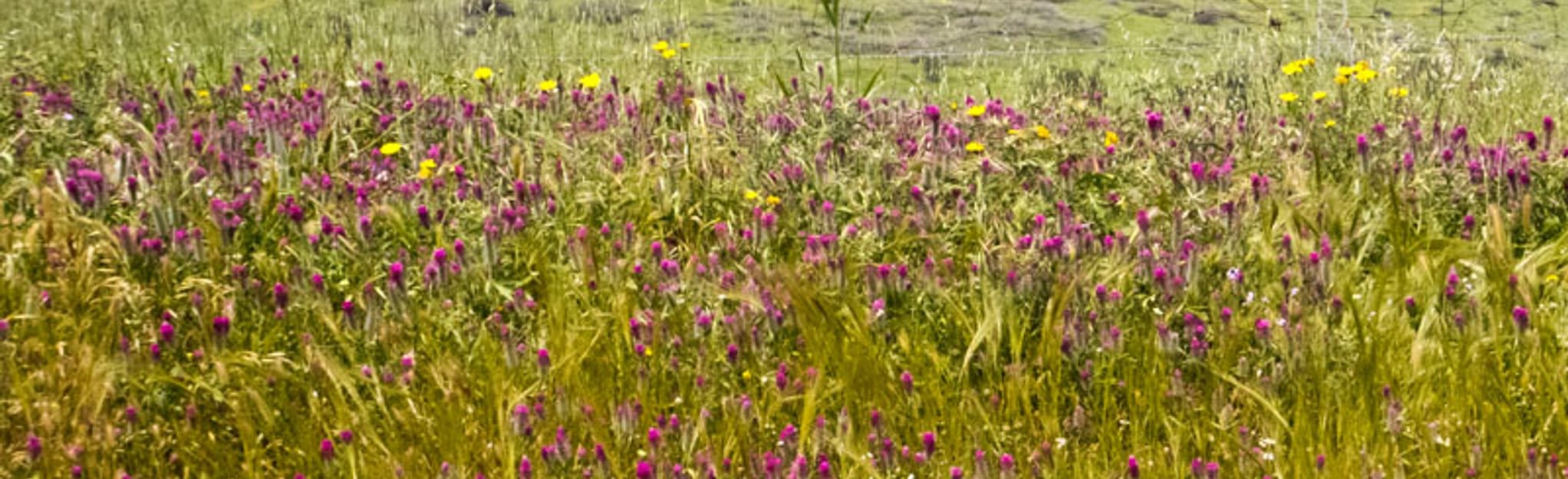 Yavneel to Beit Zera via Nahal Yavneel: 3 Reviews, Map - Northern ...