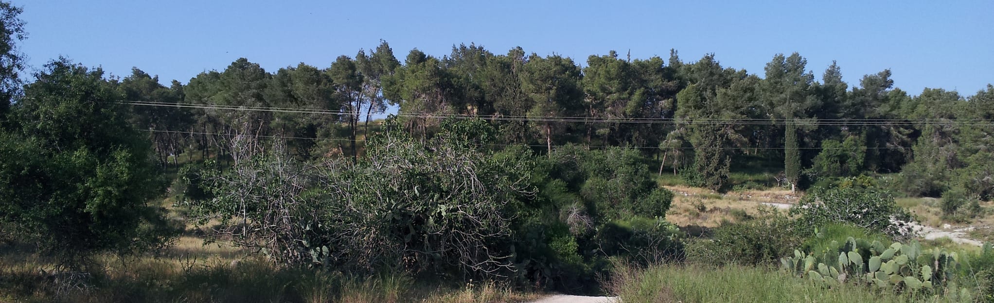 Eshtaol Forest, Paslim Road and Tzora Lookout | Map, Guide - Jerusalem ...