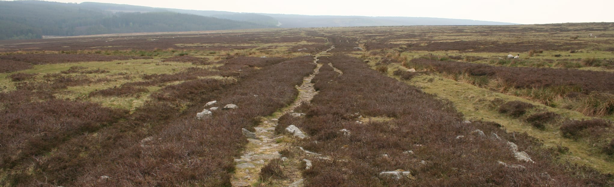 Goathland, Mallyan Spout, and the Roman Road: 563 foto - North ...