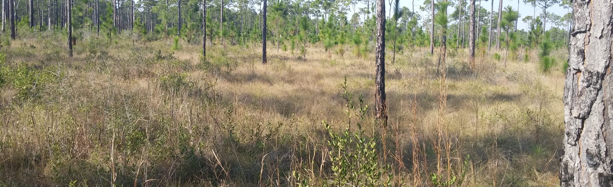 Indian Point Trails, Mississippi - 16 Reviews, Map | AllTrails