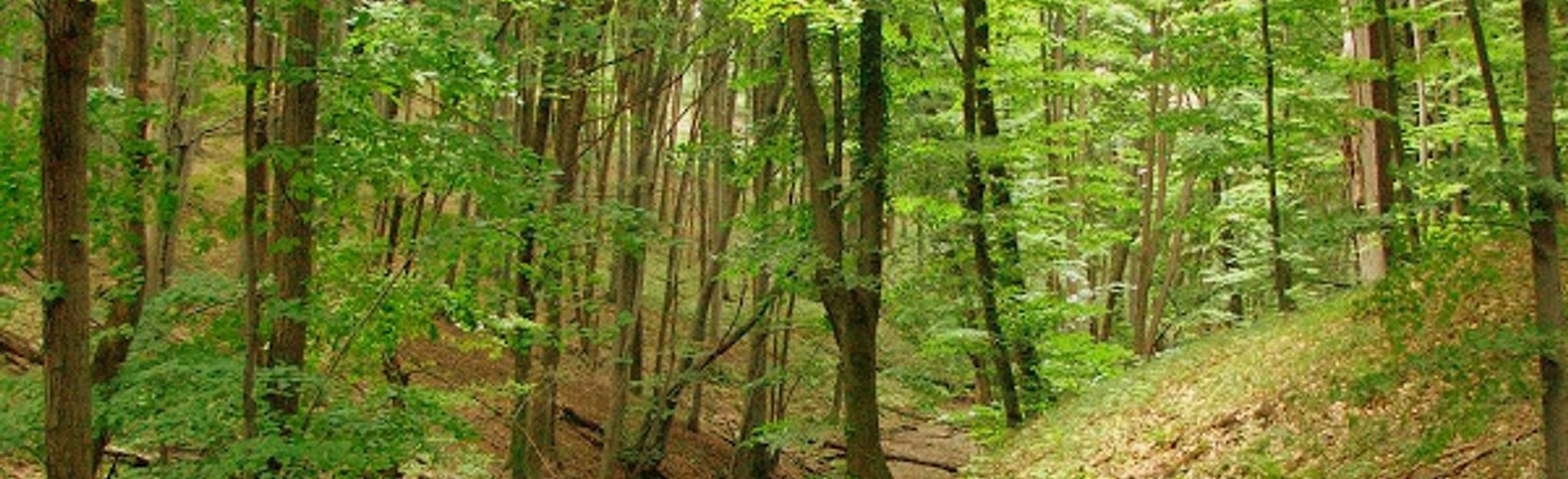 Komló – Hidas, Baranya, Hungary - Map, Guide | AllTrails