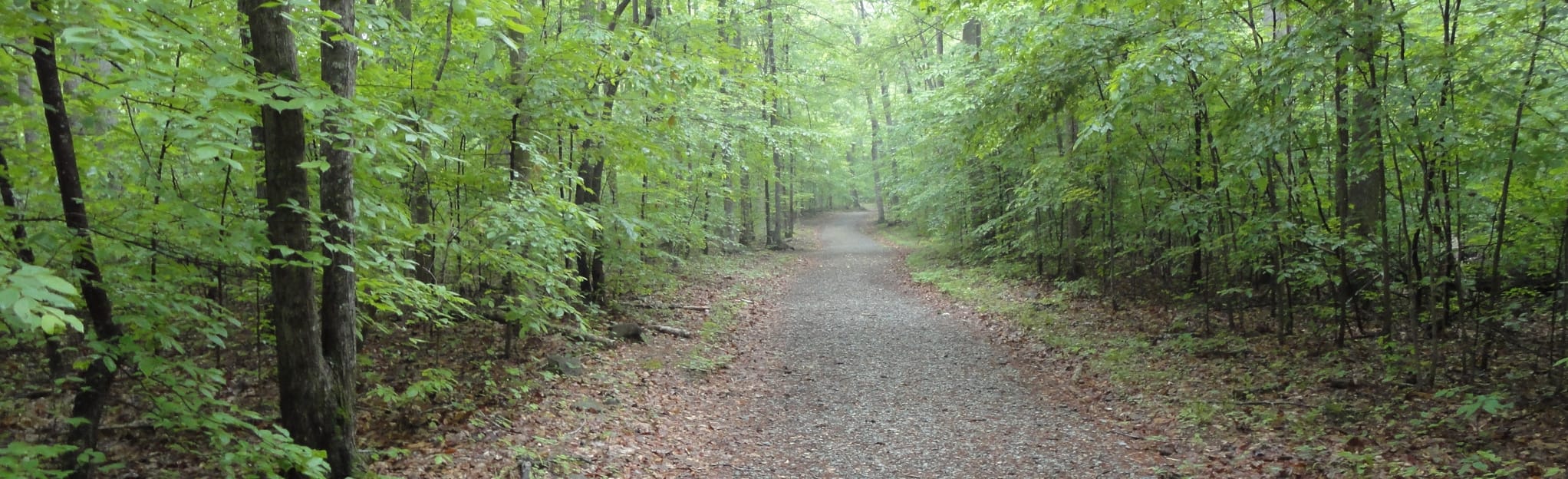 Rhododendron Bluff Circuit: 1063 Reviews, Map - North Carolina | AllTrails