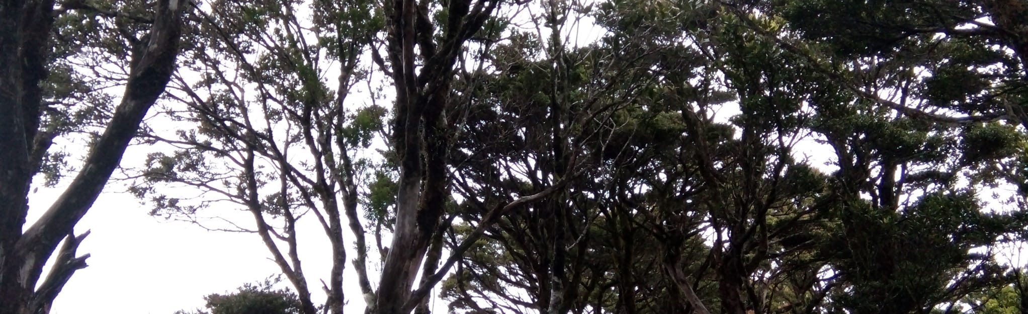 Mount Sumagaya, Misamis Oriental, Philippines - Map, Guide | AllTrails