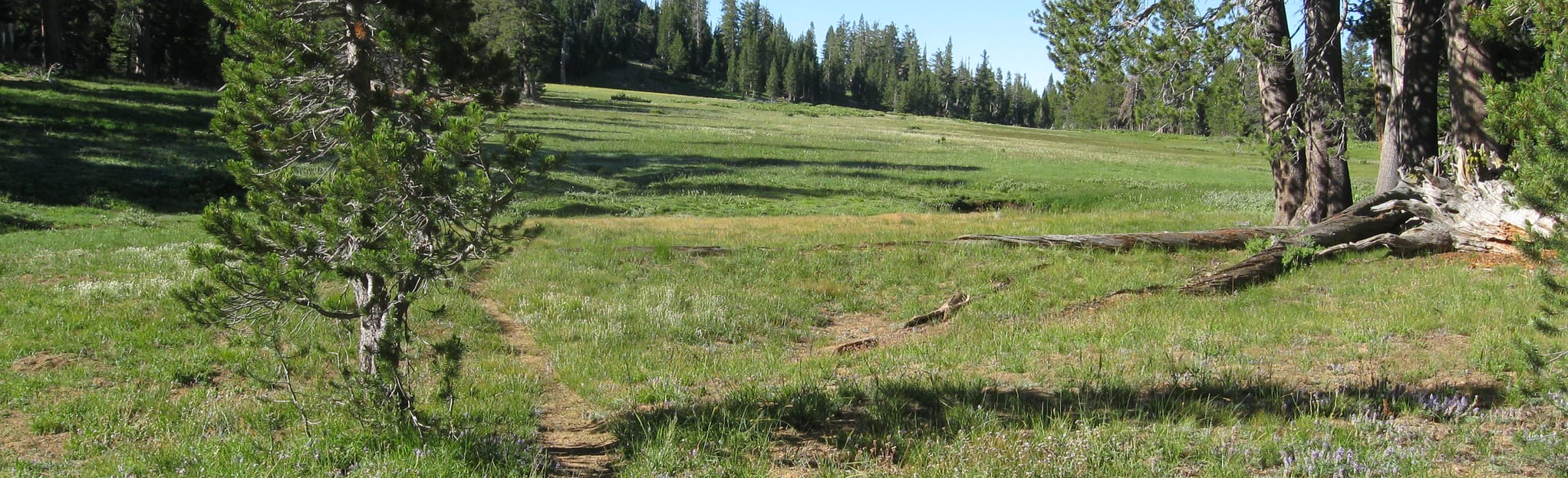 Milk Ranch Meadow via Tyron Meadows Trail, California - 7 Reviews, Map ...