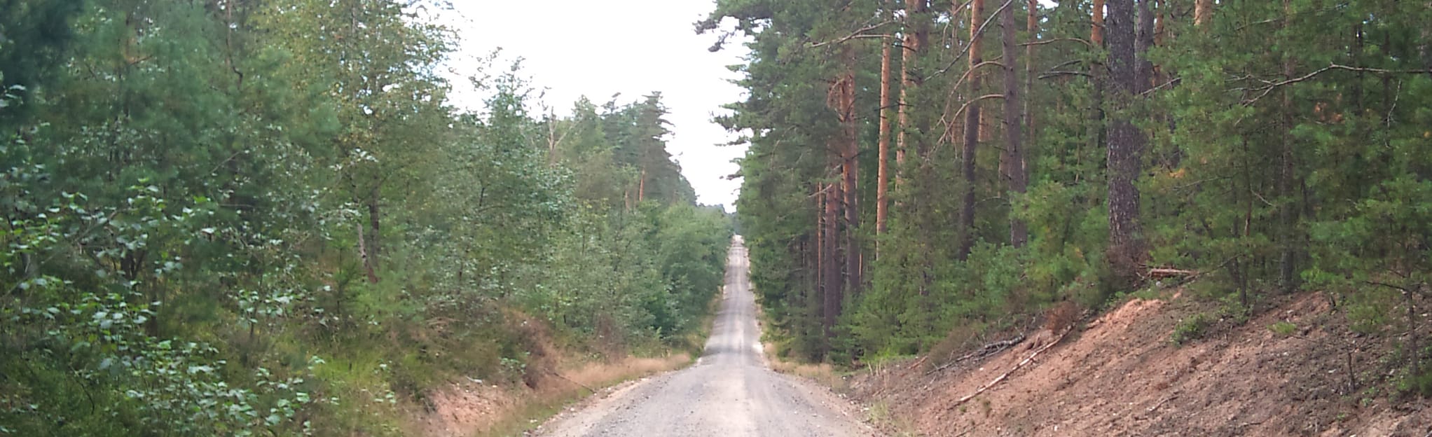 Through the Manteler forest, Bavaria, Germany - 13 Reviews, Map | AllTrails