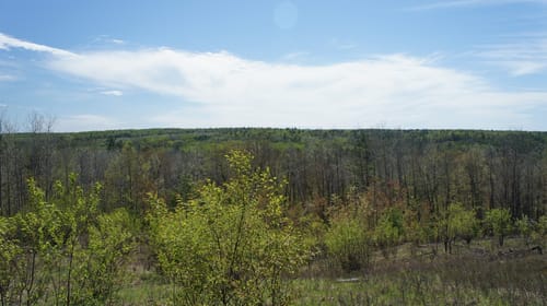 2023 Best Forest Trails in Pigeon River Country State Forest | AllTrails