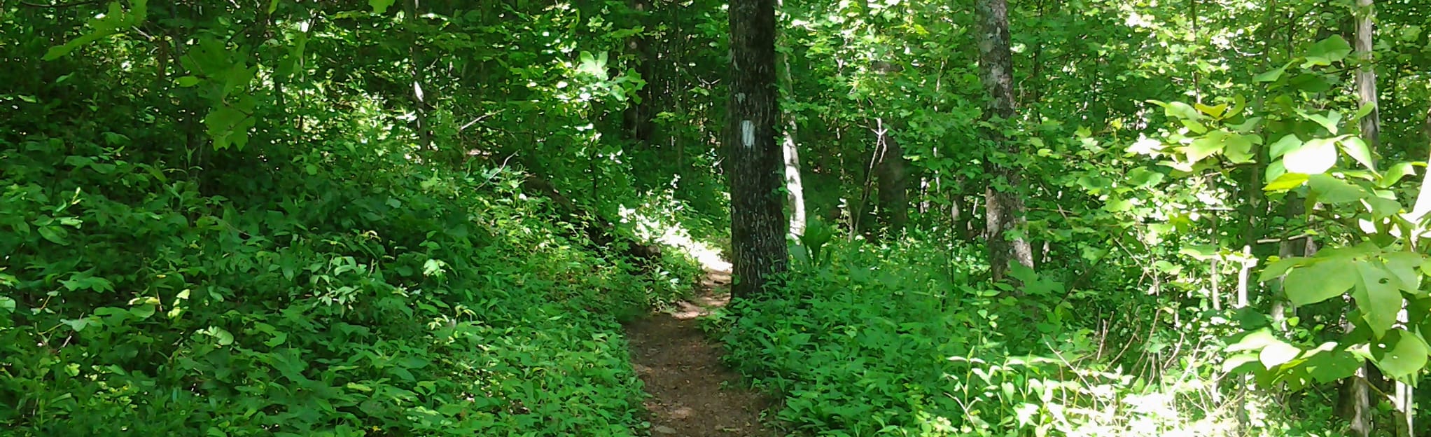 Jack's Knob Trail from Jack's Gap to Chattahoochee River Headwaters ...
