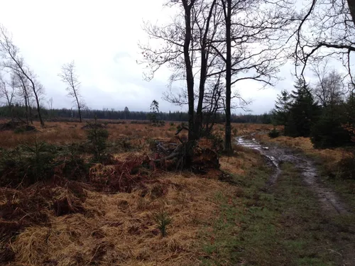 Natuurpark Hoge Venen – Eifel: de 10 beste routes om te wandelen ...