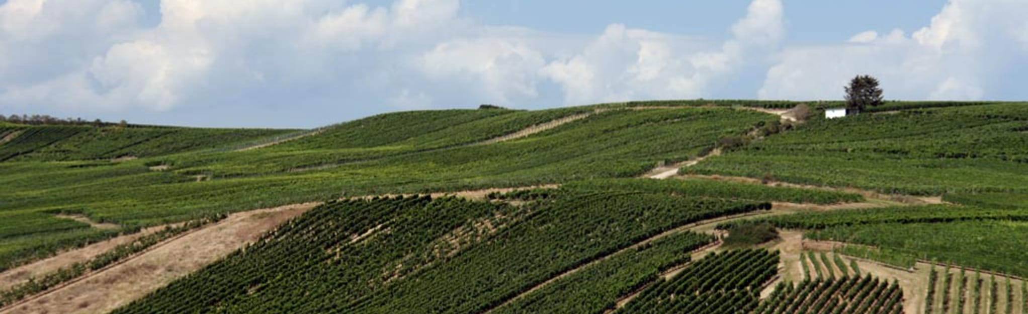 Nordic Walking Zornheim No. 3: Panorama Trail Zornheim - Soergenloch ...