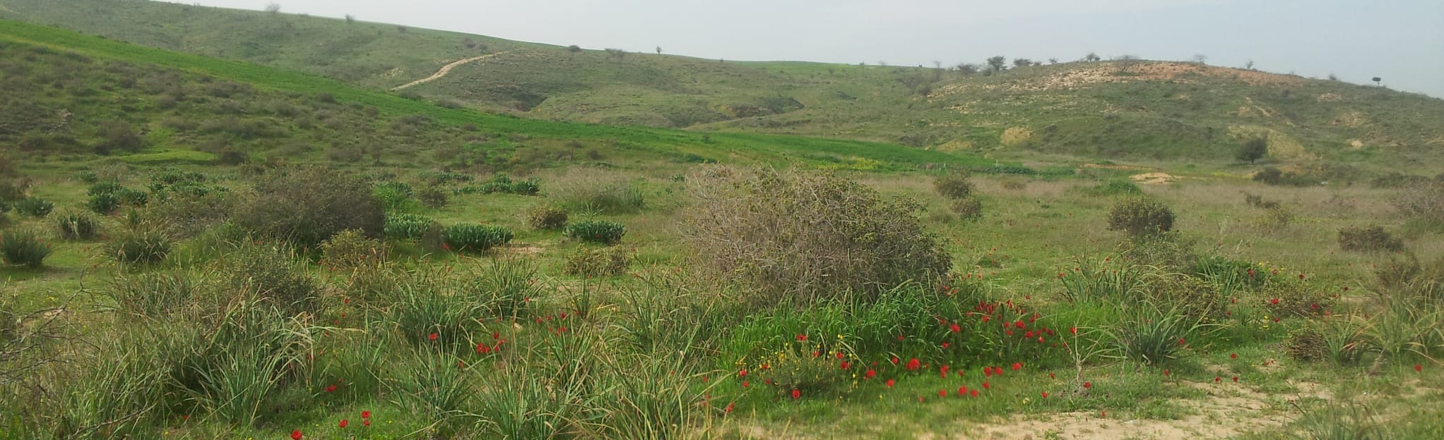 Ruhama and Dorot Loop: 68 foto's - Southern District HaDarom, Israël ...