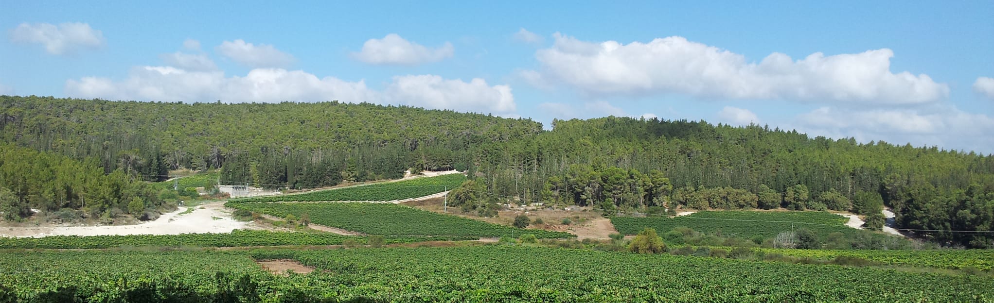 Eshtaol Forest, Monastery of Silence and Serpentinot, Jerusalem, Israel ...