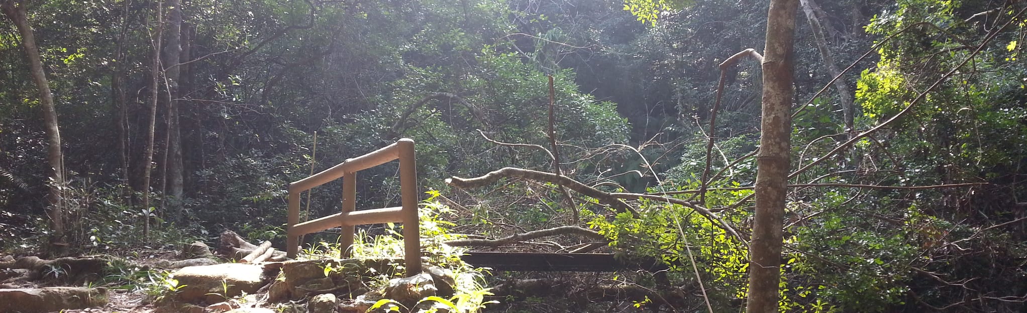 Tai Po Kau Blue Walk, Tai Po, Hong Kong - 31 Reviews, Map | AllTrails