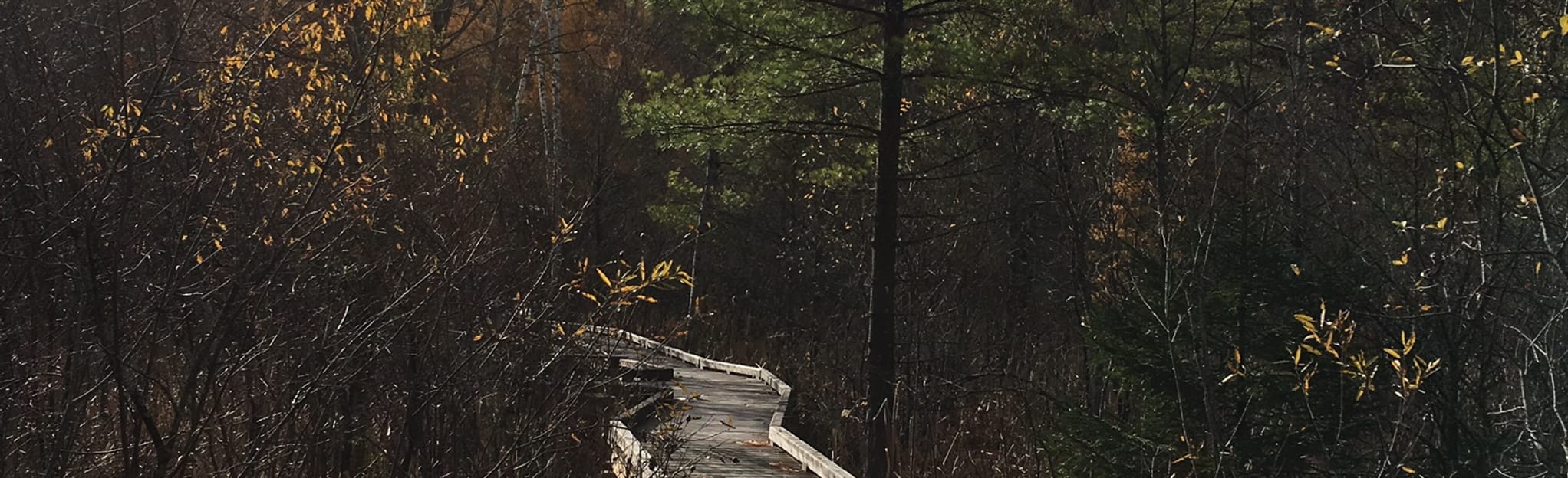 Eshqua Bog Boardwalk: 1 Reviews, Map - Vermont | AllTrails