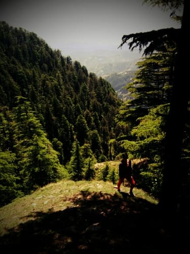 2023 Best Forest Trails in Shimla | AllTrails