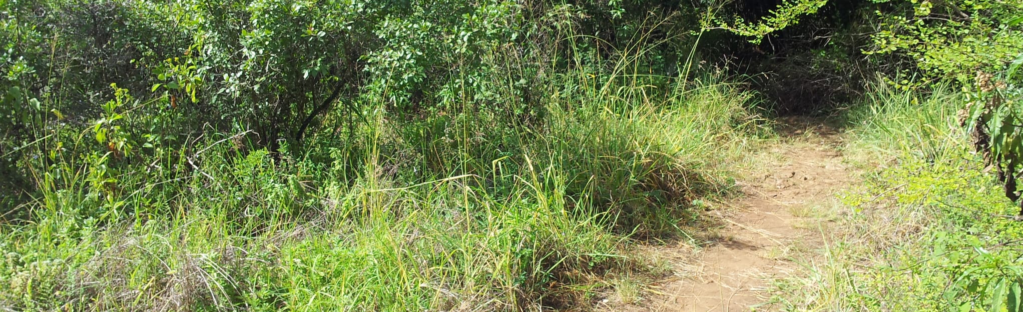 Oloolua Nature Trail, Rift Valley, Kenya - 22 Reviews, Map | AllTrails